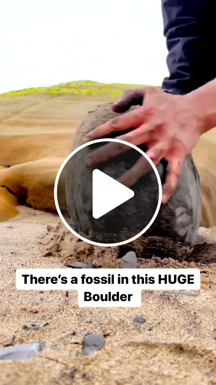 This Limestone Nodule Contained A Large Harpoceras Ammonite! The First ...