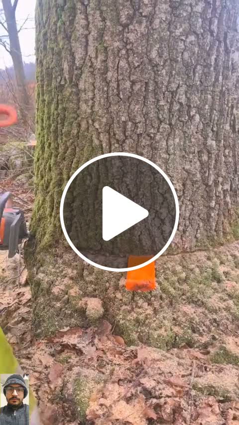 cutting tree#tree#wood#cutting #downtree#viral - NewsBreak