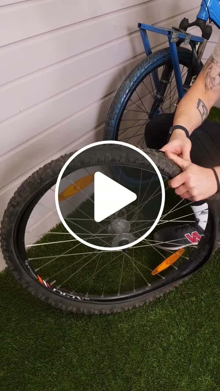 The Cat Council Will Now Decide Your Fate AI - NewsBreak