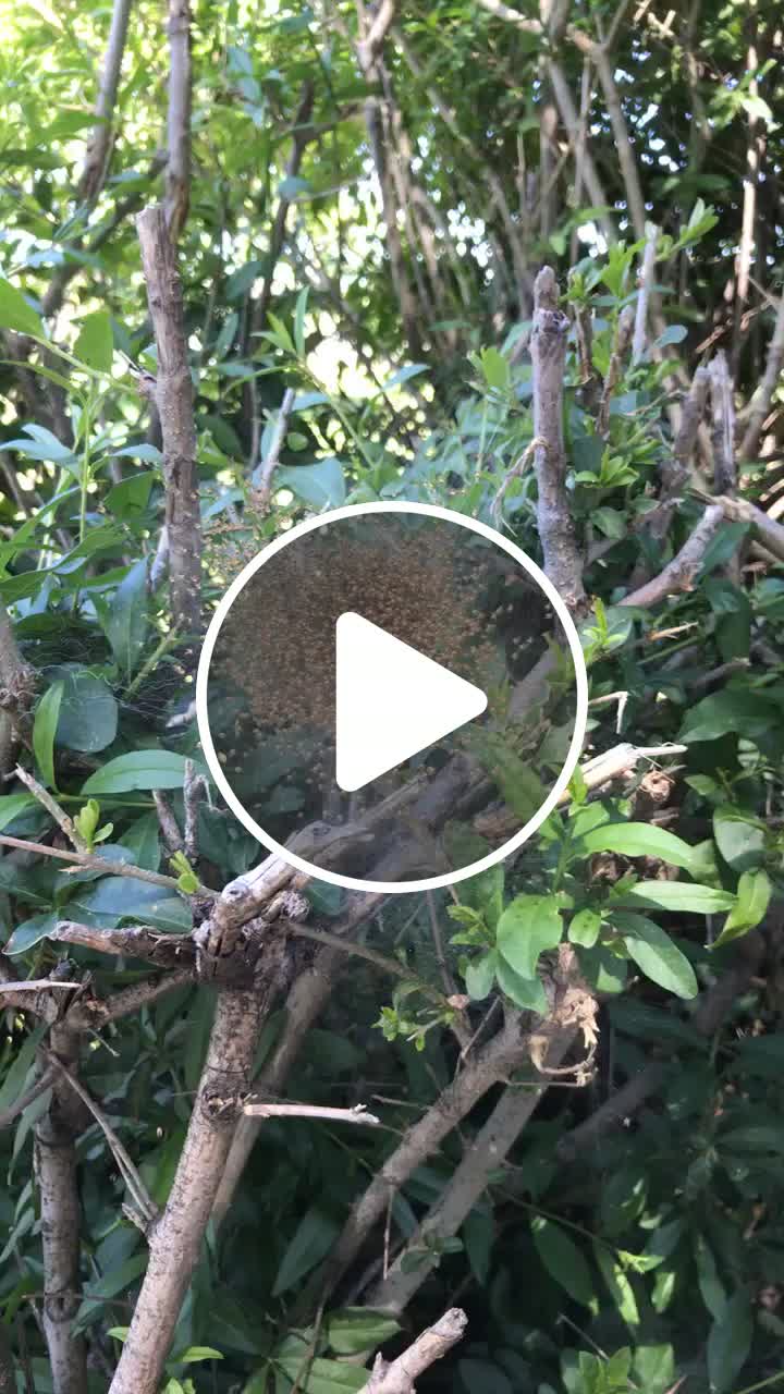 Baby spiders found crawling all around their hidden nest - NewsBreak