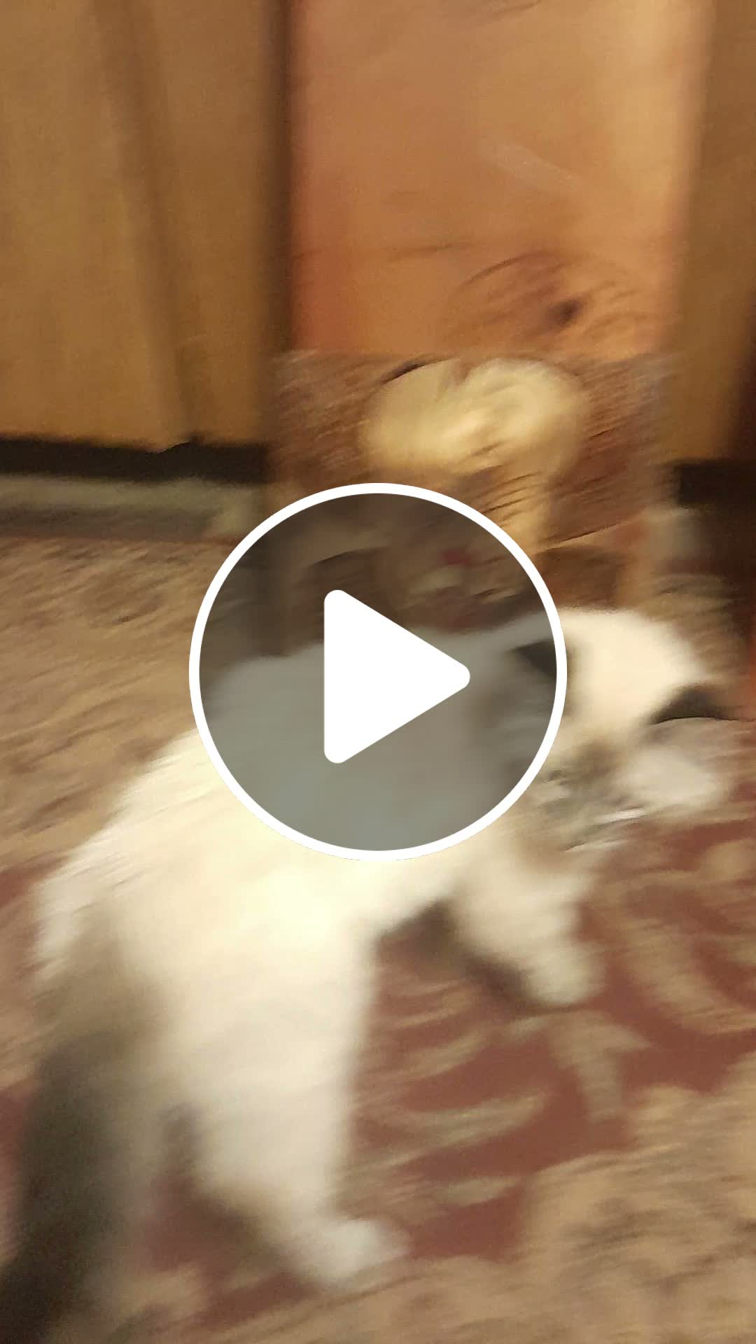 #woodburning #mainecoonattack - NewsBreak