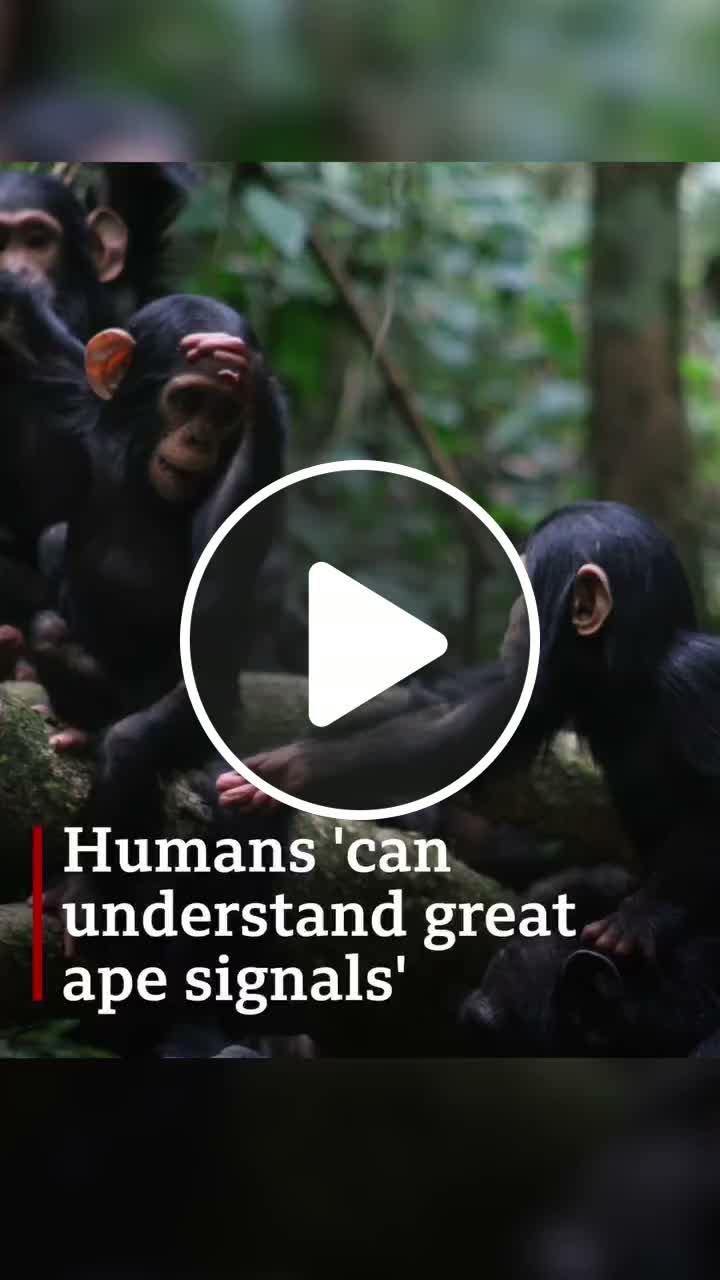 Humans share common sign language with great apes - NewsBreak