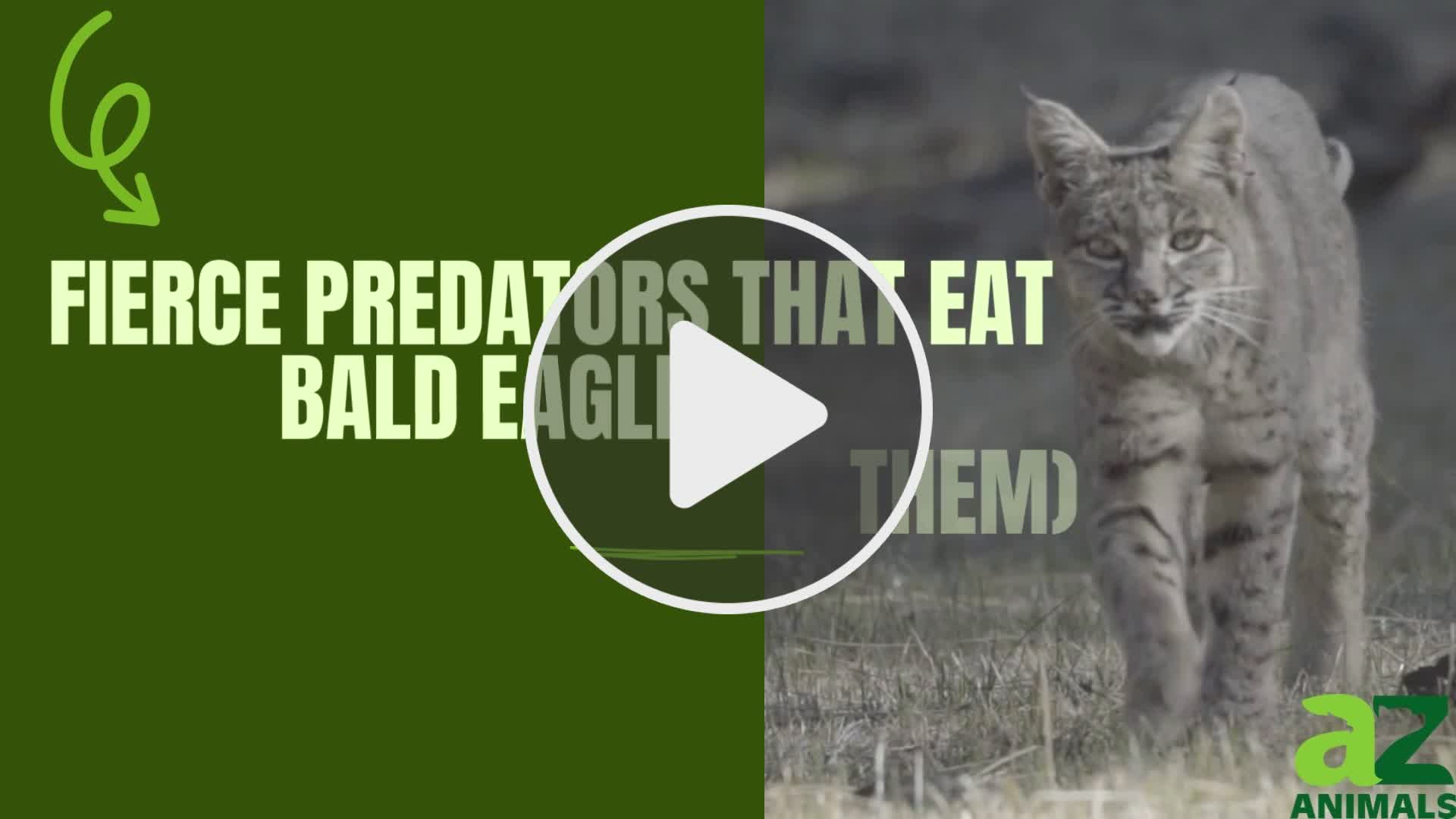 The Fearsome Predators Known to Hunt Bald Eagles - NewsBreak