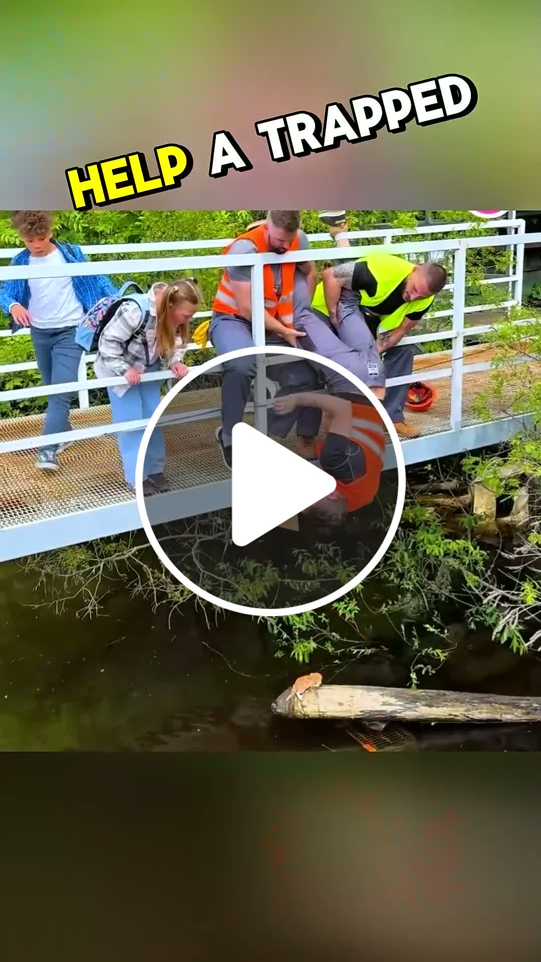 A man hangs upside down from a bridge to help a trapped animal stuck on ...