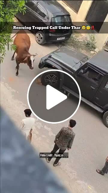 Calf Trapped Under Mahindra Thar 😢 Emotional Rescue Caught on Camera ...