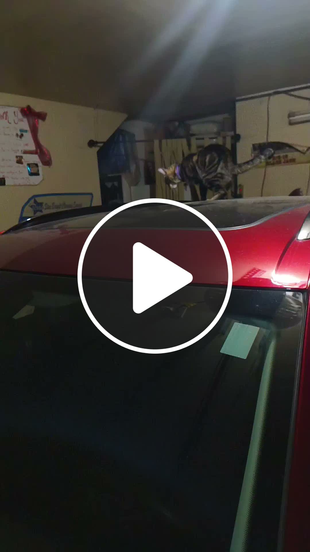 My boy Tiger 🐯Gotta love him ️ - NewsBreak