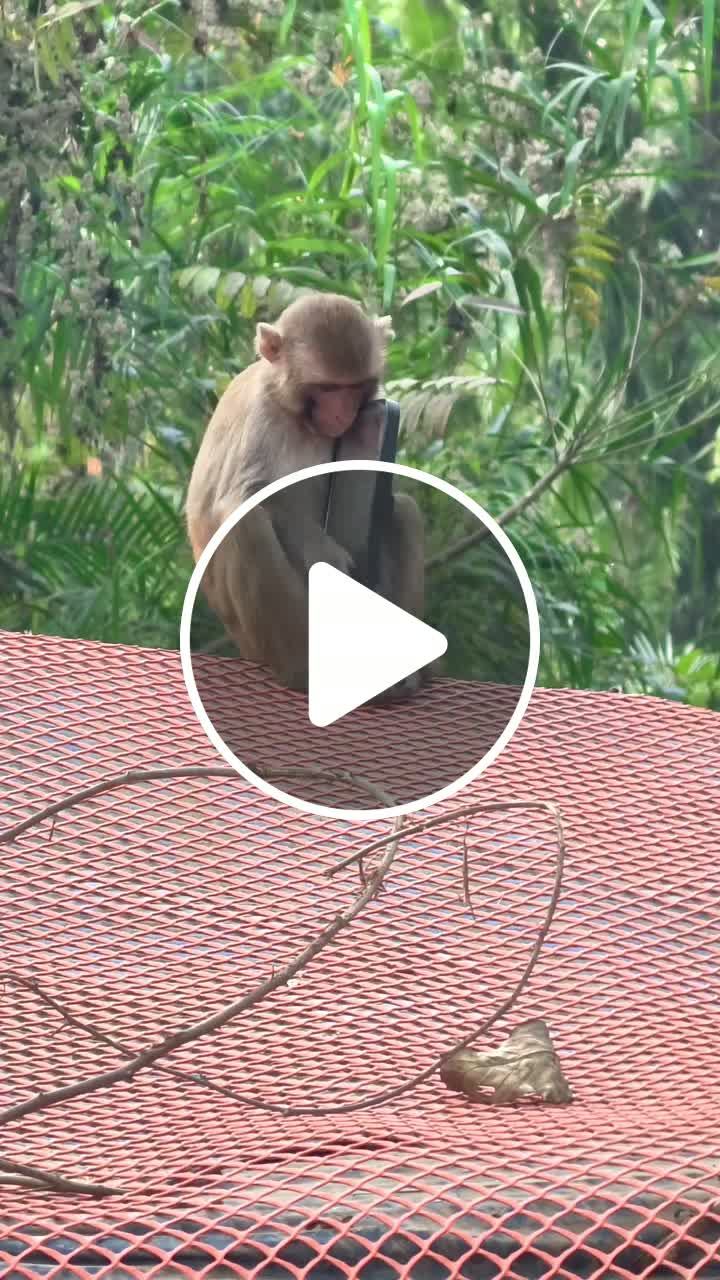 Monkey funny reactions on watch mirror 😅 - NewsBreak
