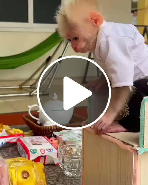 Adorable Baby Monkey how to take care of her Mother. #monkey # ...