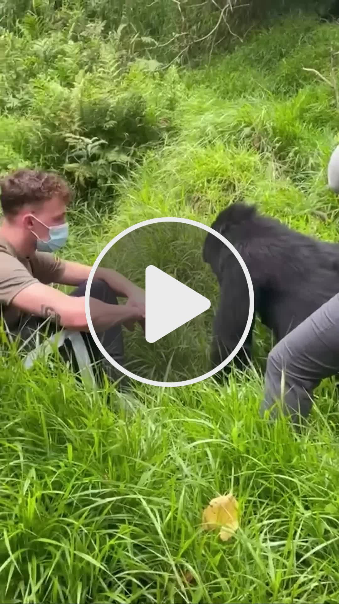 Hilarious Gorilla Sits Next to Man Resting on Ground! #grorilla # ...