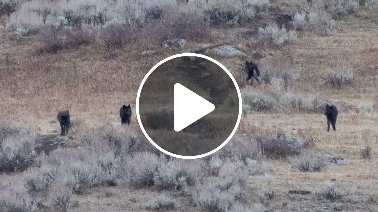 Way too close: Photographer captures viral Yellowstone NP wolf ...