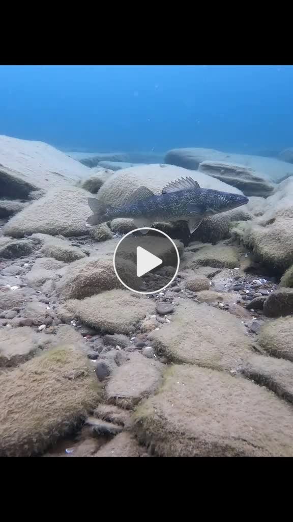 Walleye Spearfishing: Tips for Success - NewsBreak