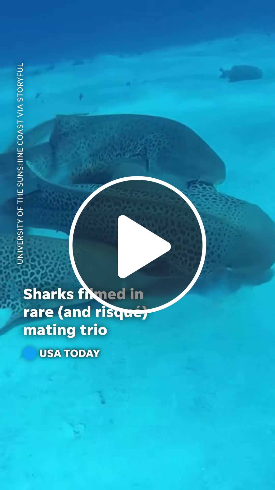 Three endangered leopard sharks were seen mating off the Australian ...