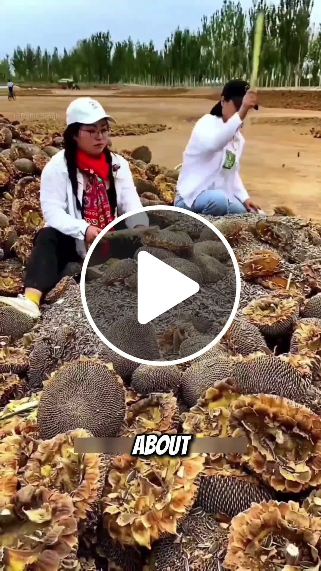 This Is Sunflower Seeds Extraction - NewsBreak