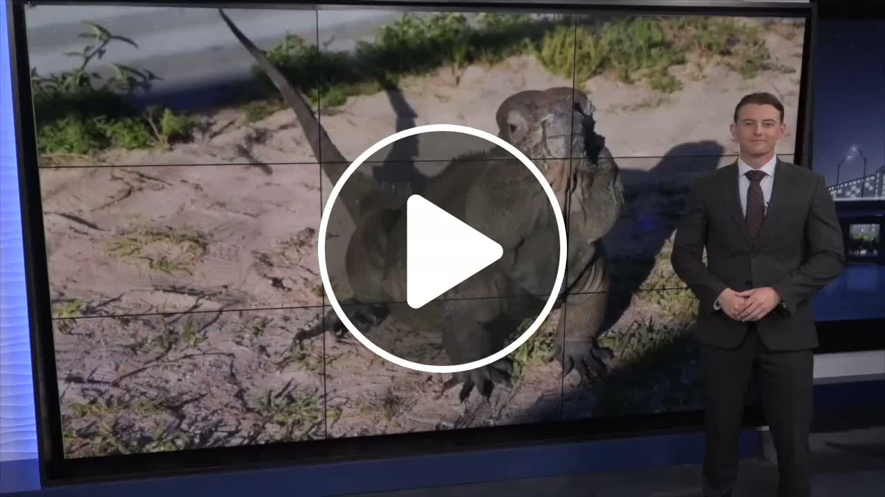 See how Punta Gorda’s Iguanaland keeps 260 reptile species warm during ...