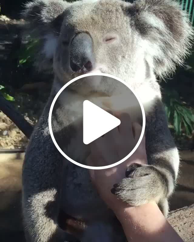 Meet Wolverine! Wolverine Is A Koala At The Currumbin Wildlife Sanctuary In Australia Although ...