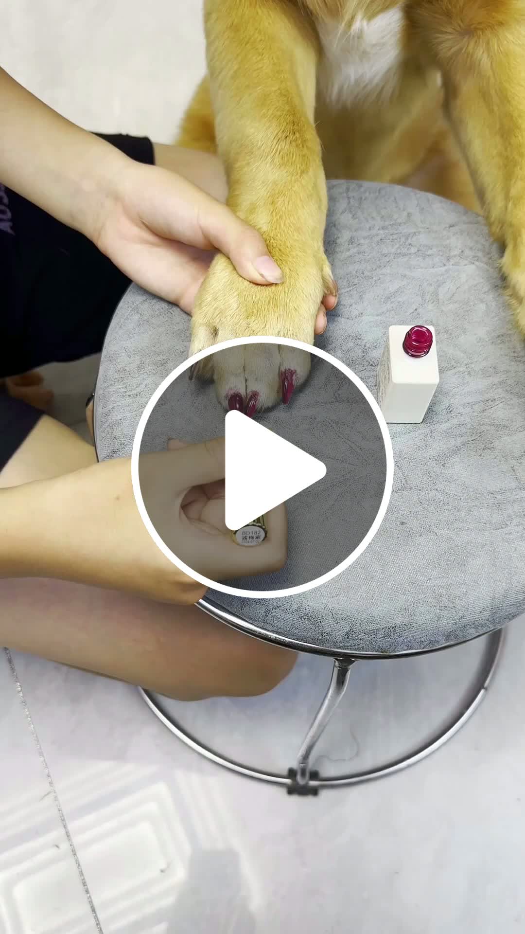 This Dog Gets a Nail Care Like a True Lady 😂 - NewsBreak