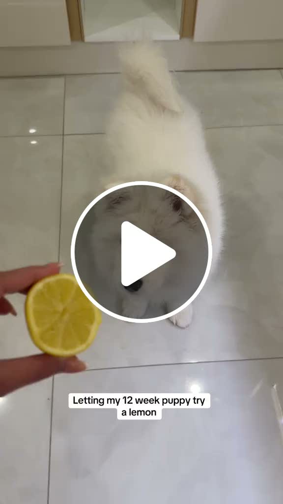 Samoyed puppy - NewsBreak