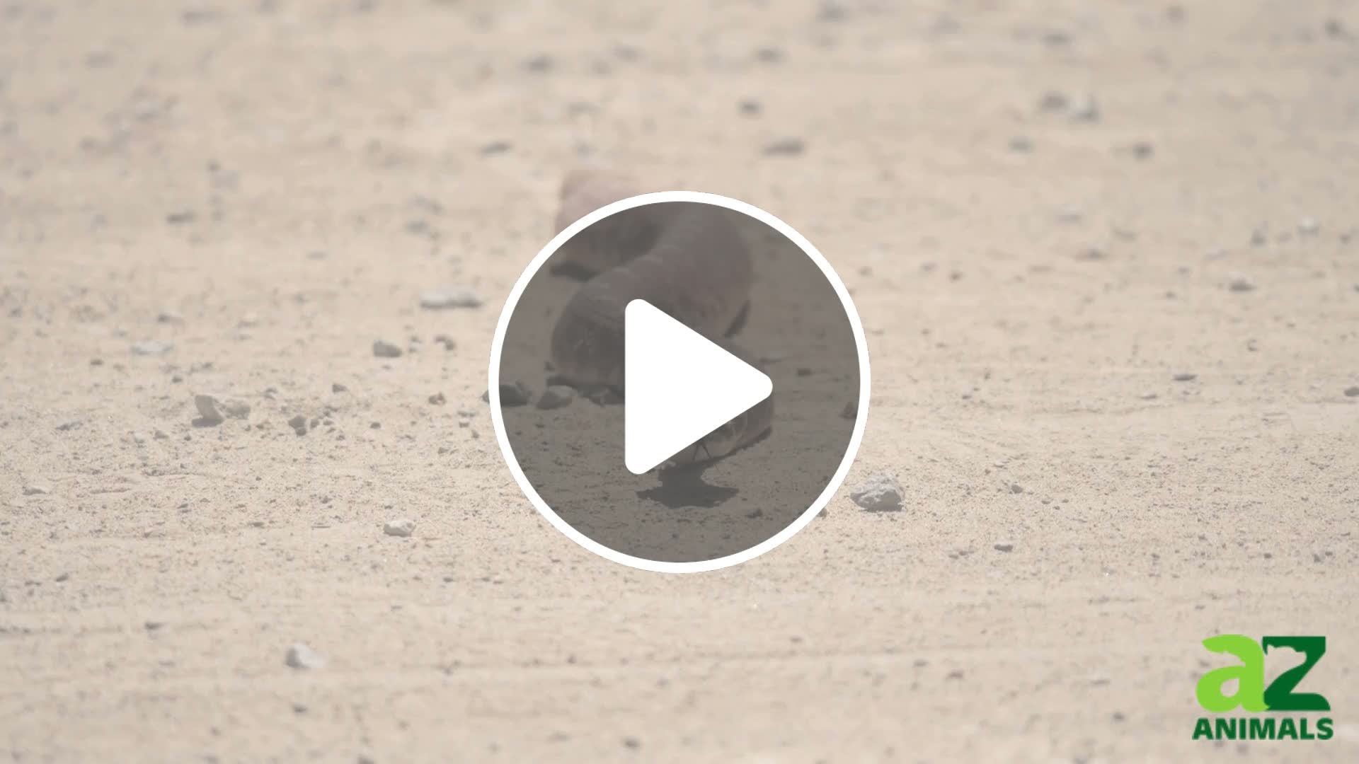 The Parts of America With the Most Dangerous Snakes - NewsBreak