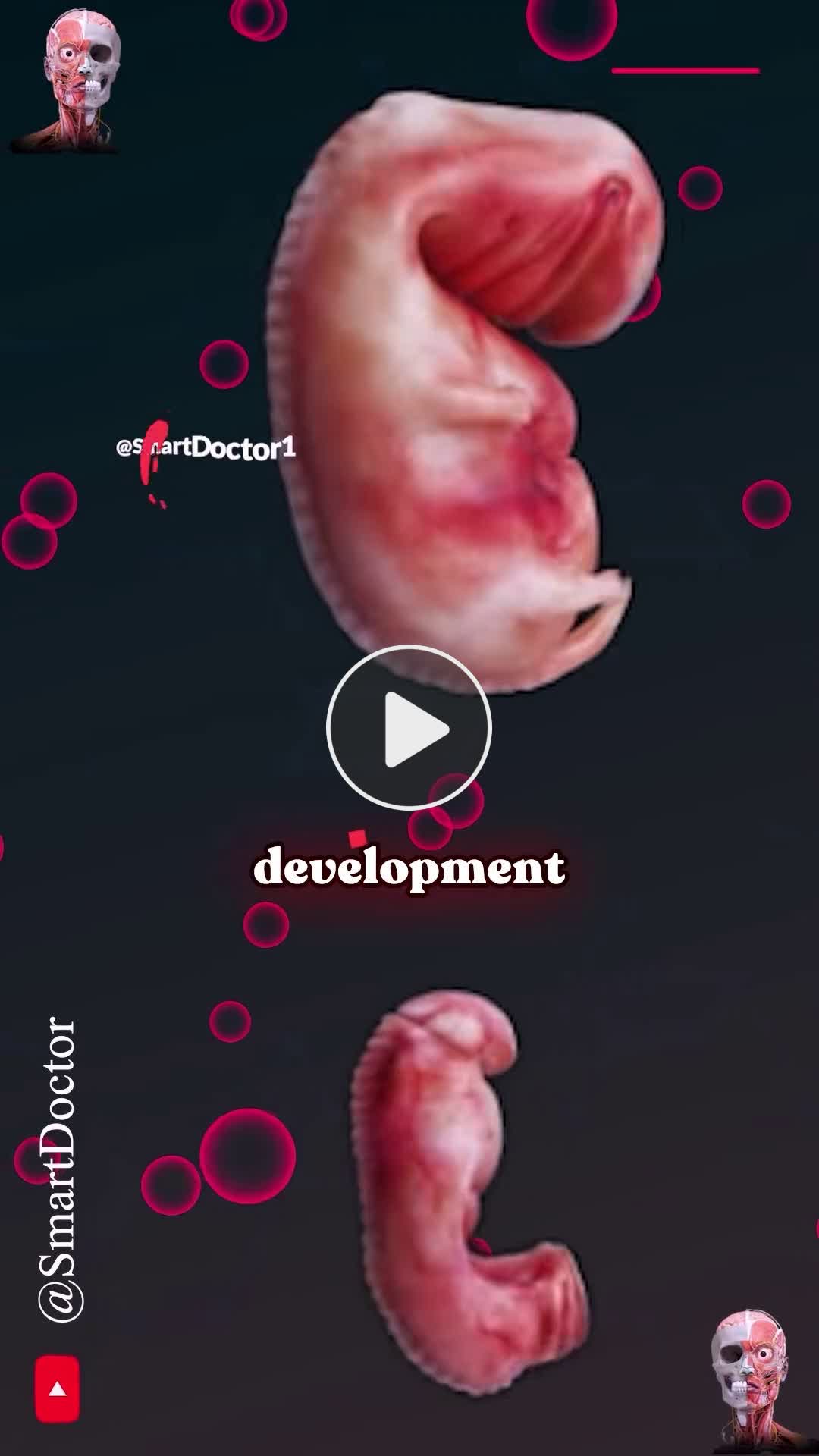Fetal Development: Three Key Stages 👶🏻 . . ### Important Information ...