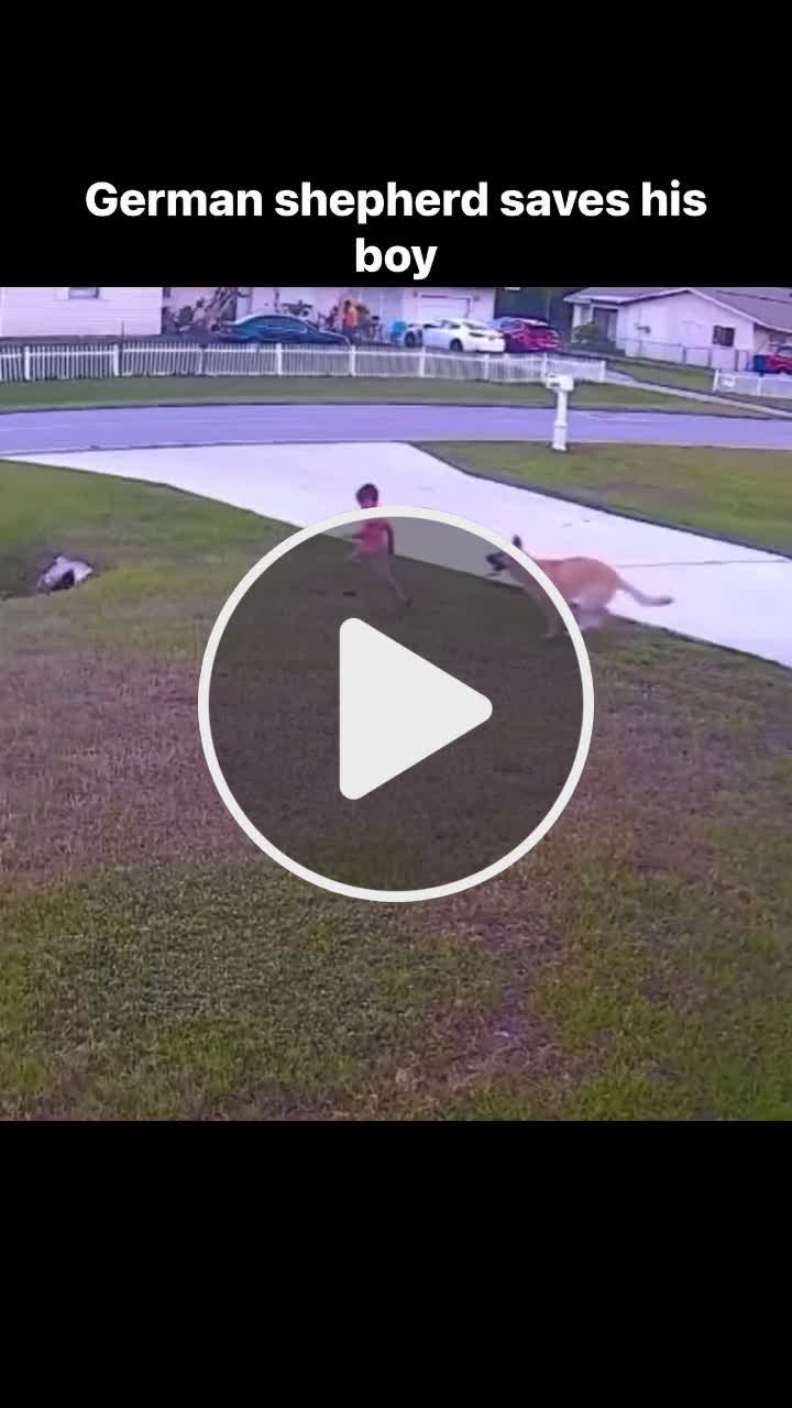 #TooFunnyToScroll HERO ALERT! Our brave German Shepherd, Tank, saved ...