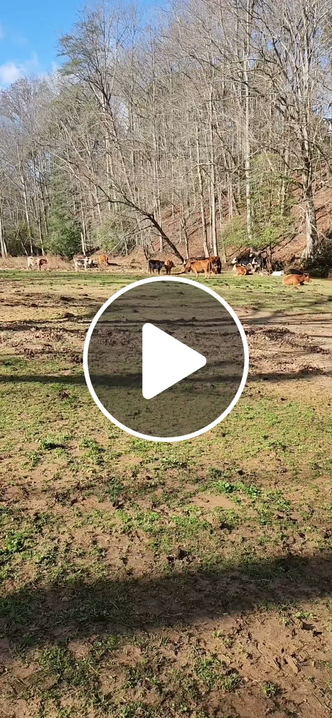 Flash flood update: all cattle are SAFE and the water has receded ...