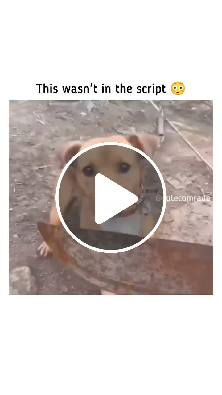 #funny dog - NewsBreak