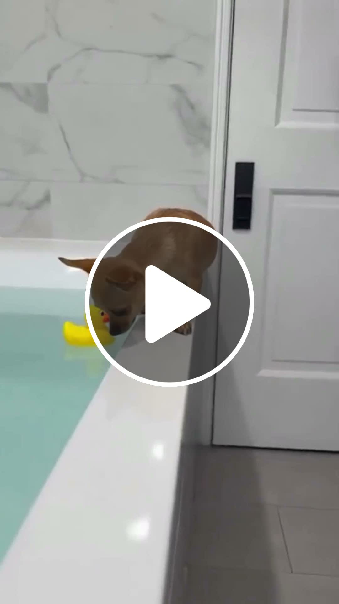 Rottweiler bark sends chihuahua straight into the bathtap😭🤣🛁 #funny # ...