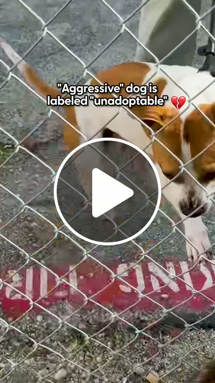When he hops onto the treadmill and starts wagging his tail😭💛 - NewsBreak