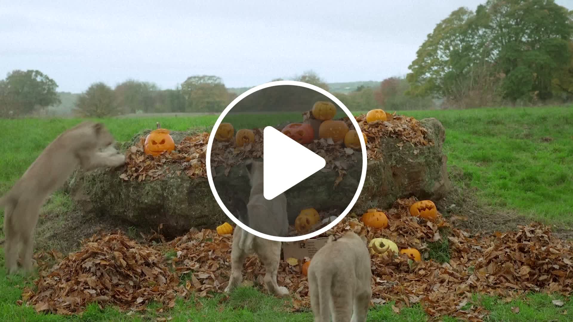Animals feast on Halloween treats at a British zoo - NewsBreak