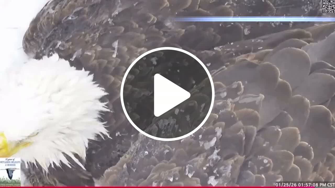 2 baby bald eagles hatch during Texas Winter Storm - NewsBreak
