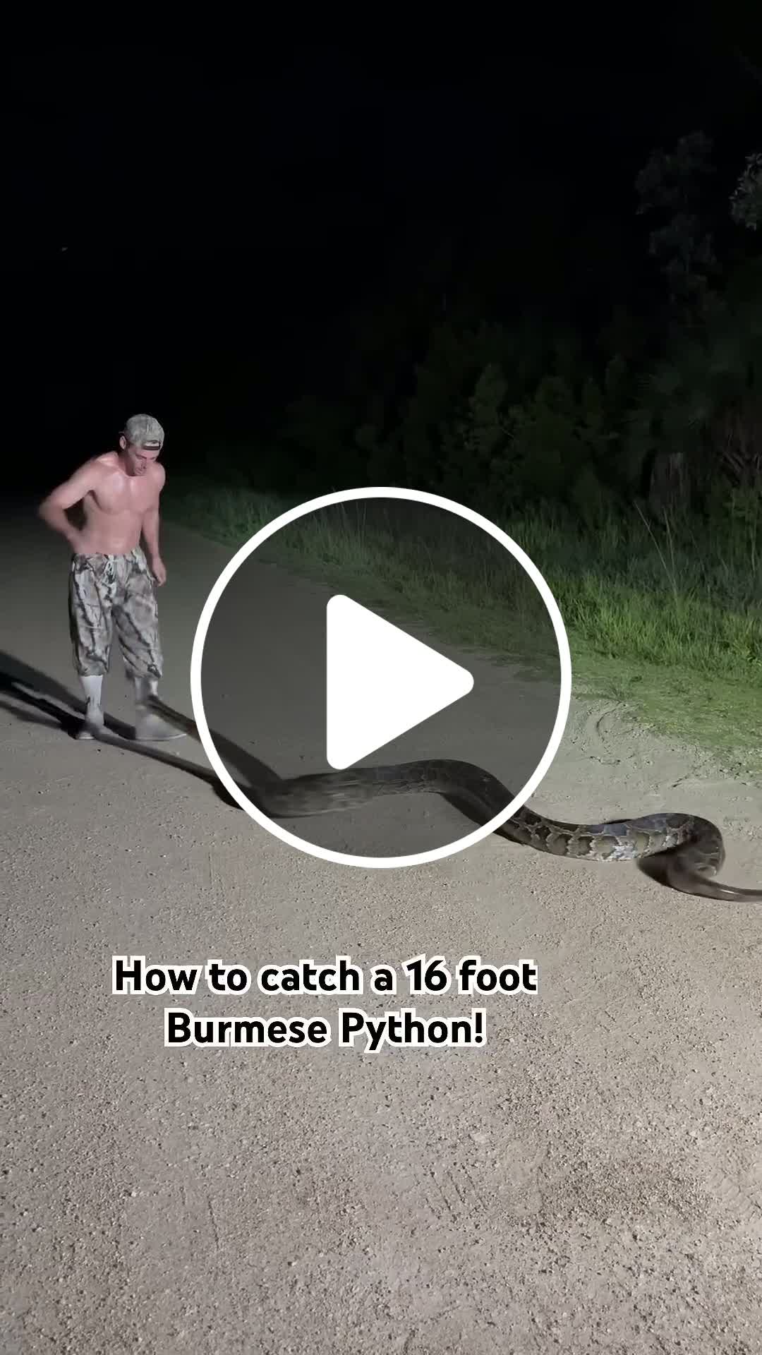 How to catch 16 feet Burmese python #firstvideochallenge - NewsBreak