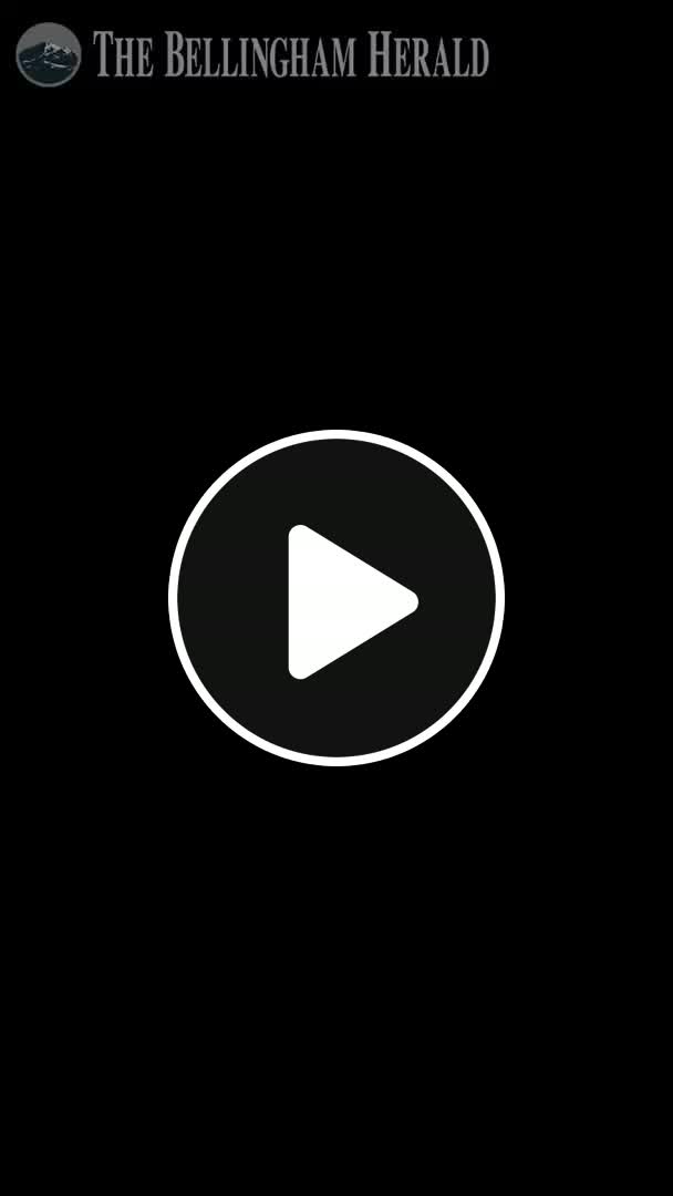 WATCH: Cougar sightings caught on camera in Bellingham neighborhoods ...