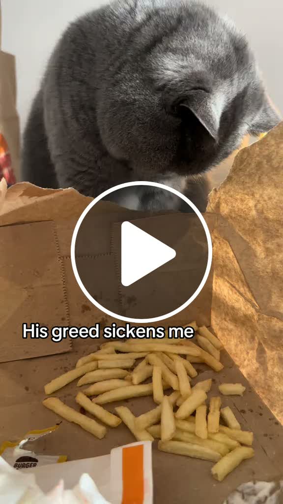 #greedy #burgerking #catmom #cat #fürdich - NewsBreak