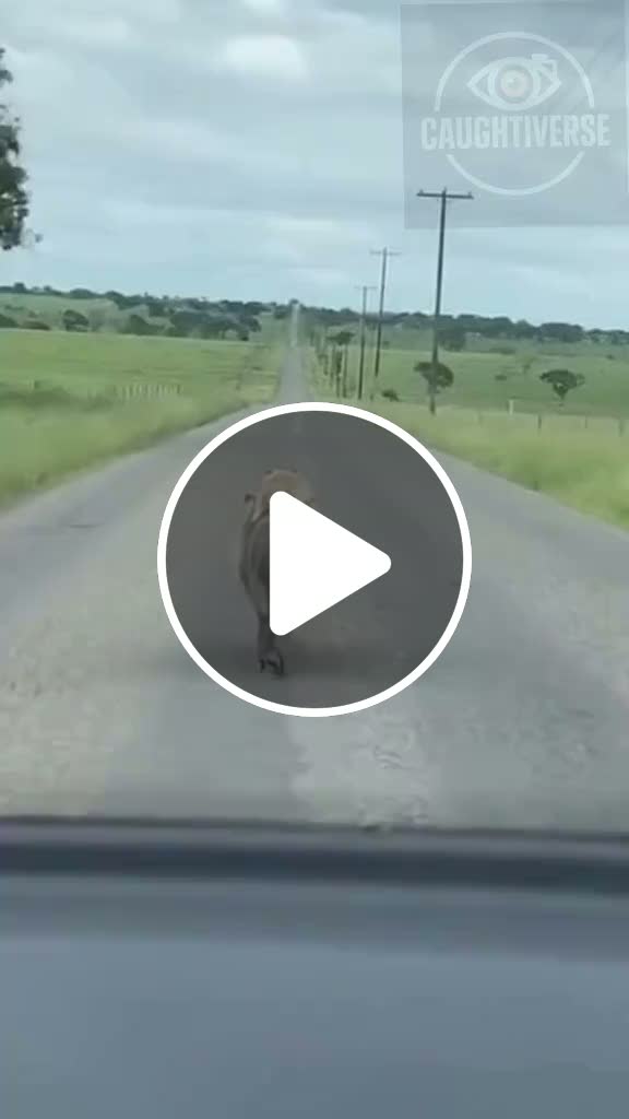 Timon and Pumba in real life - NewsBreak