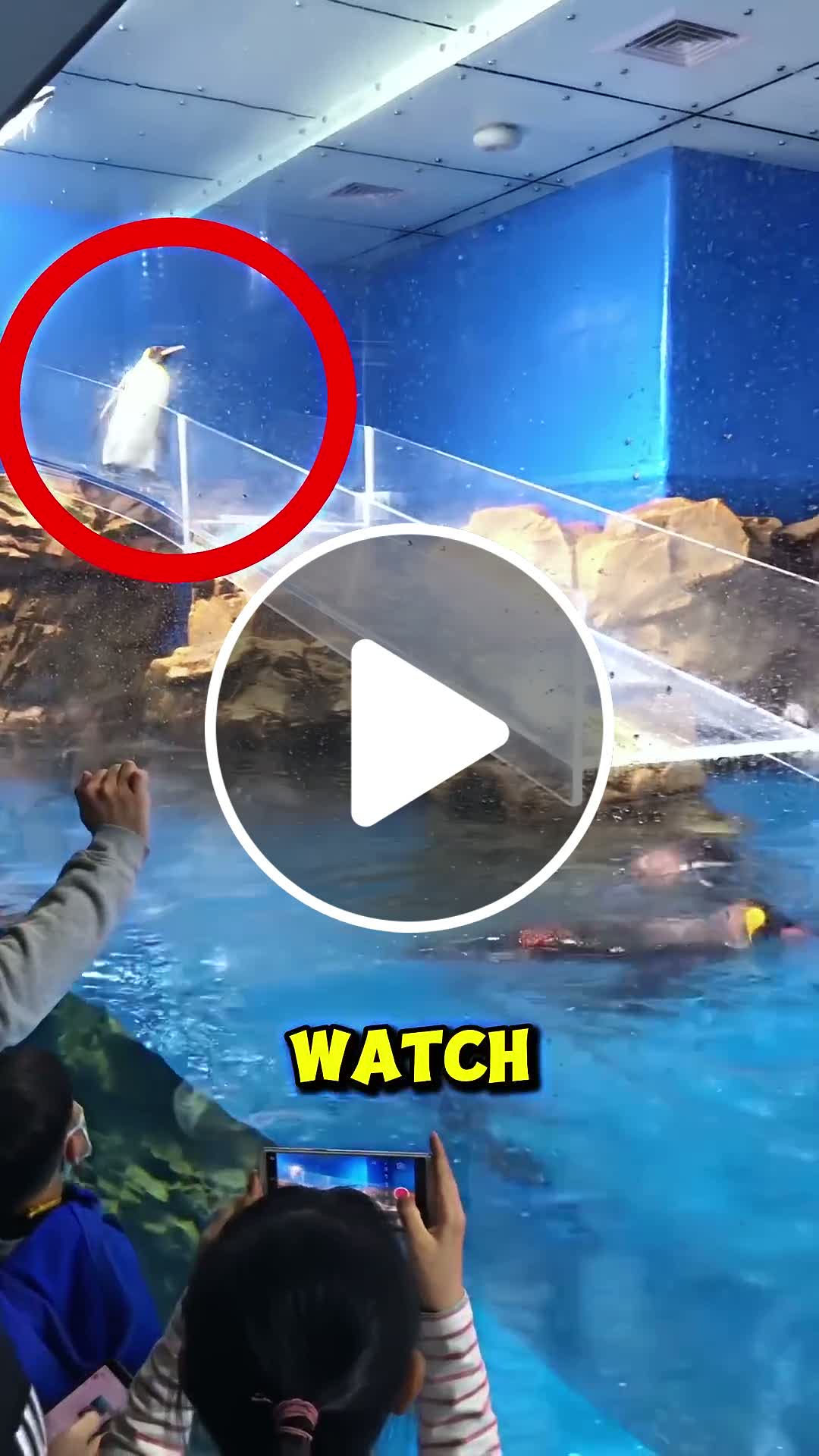 Penguin Embarrassed After Falling - NewsBreak