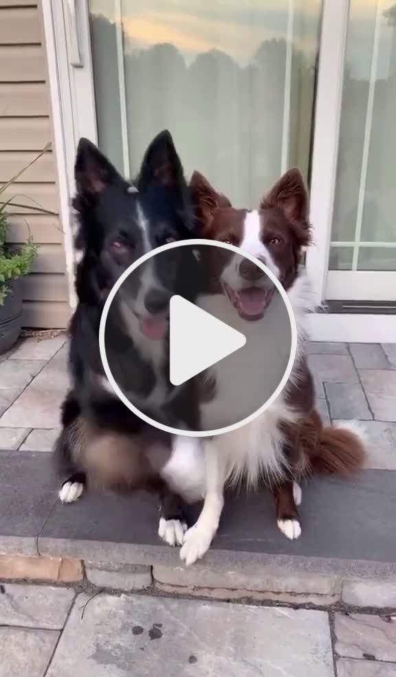 This is so cute kelly bove #animals #BoostYourMood #PetsOfTikTok #pets ...