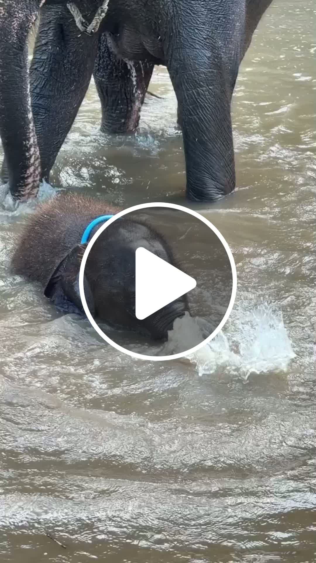 What fun that wee elephant is having! - NewsBreak