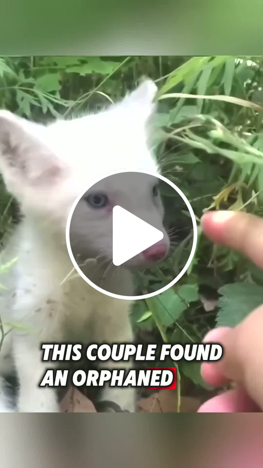 This couple saved a white fox, and then this happened... #rescue #fox ...