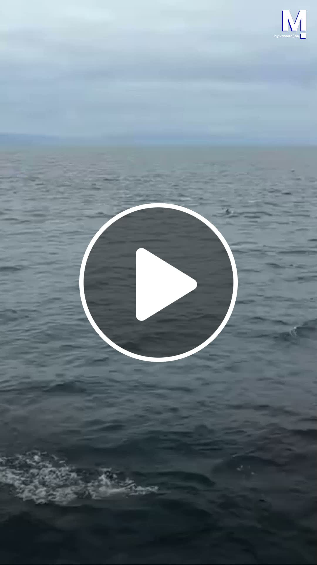 Dolphin stampede! Hundreds race alongside boat off California coast ...