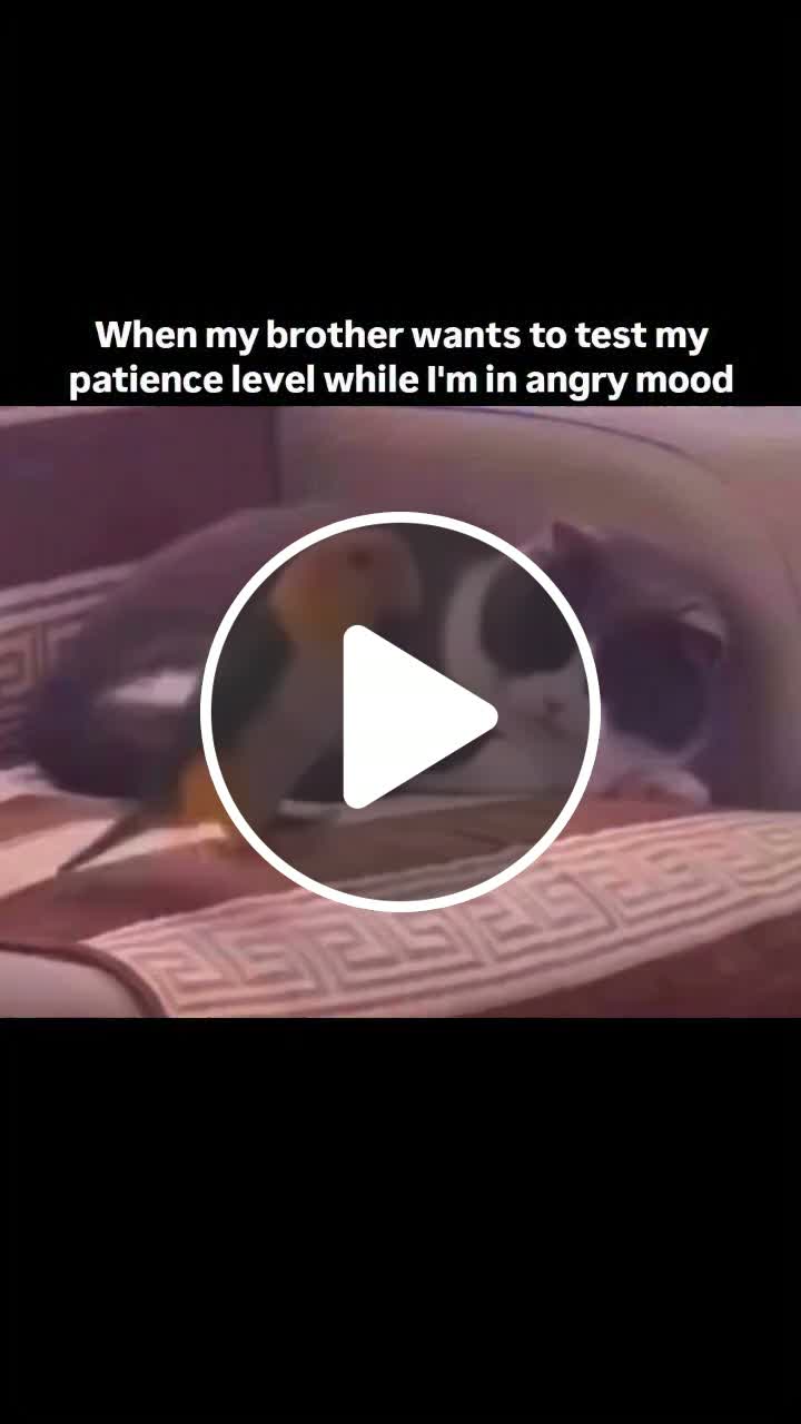 It will definitely not end up well#meme #funny - NewsBreak