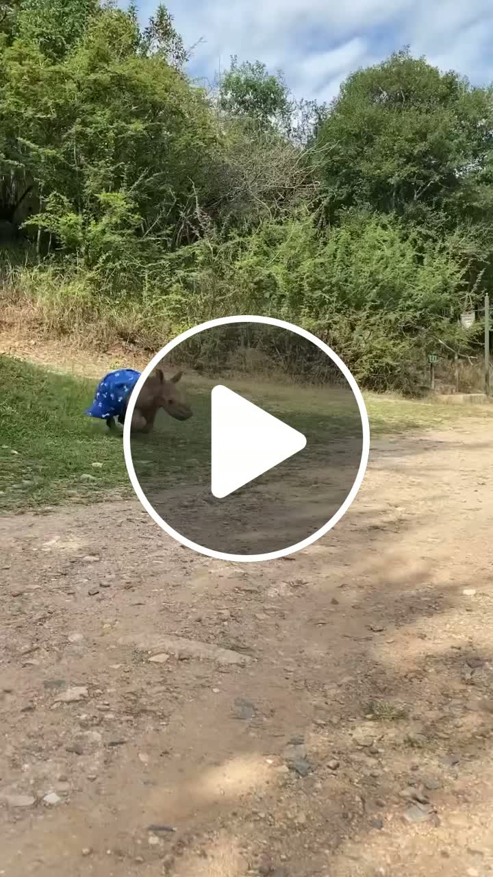 Today is National Endangered Species Day 🌿 and one of the animals we ...