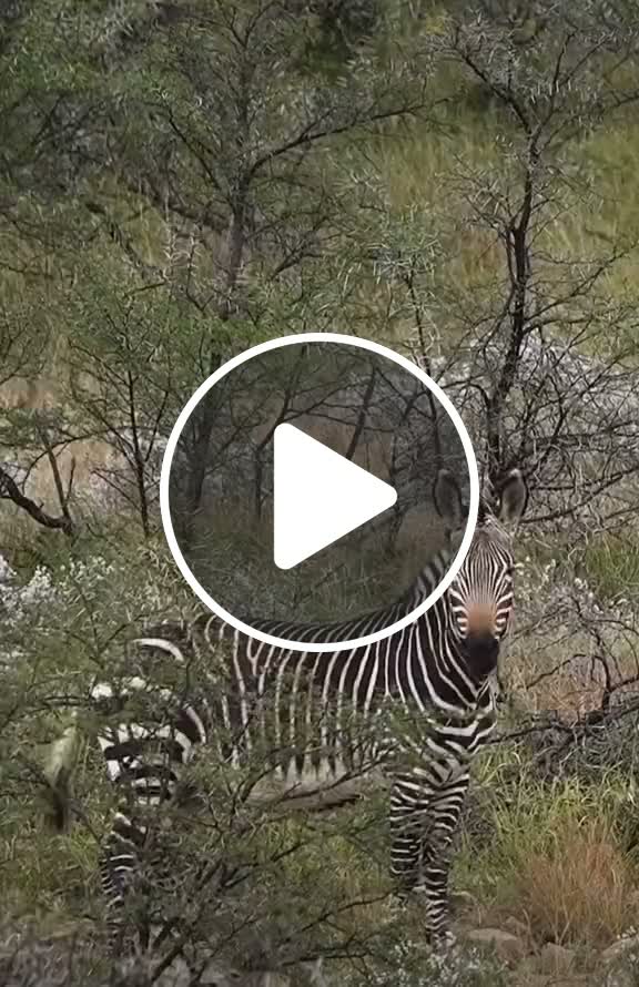 Respect nature, respect wildlife 🌍 Follow to see the beauty of the wild ...