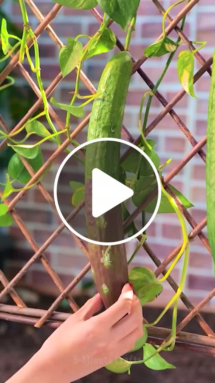 Next-Level Plant Parenting Hacks - NewsBreak