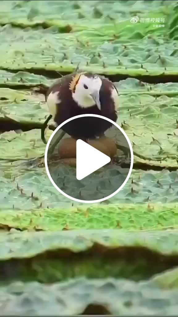 The male jacana is known as a ”super dad“ in nature due to its unique ...