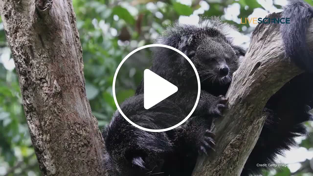 Binturong: The bearcat that smells like popcorn | Amazing Animals ...