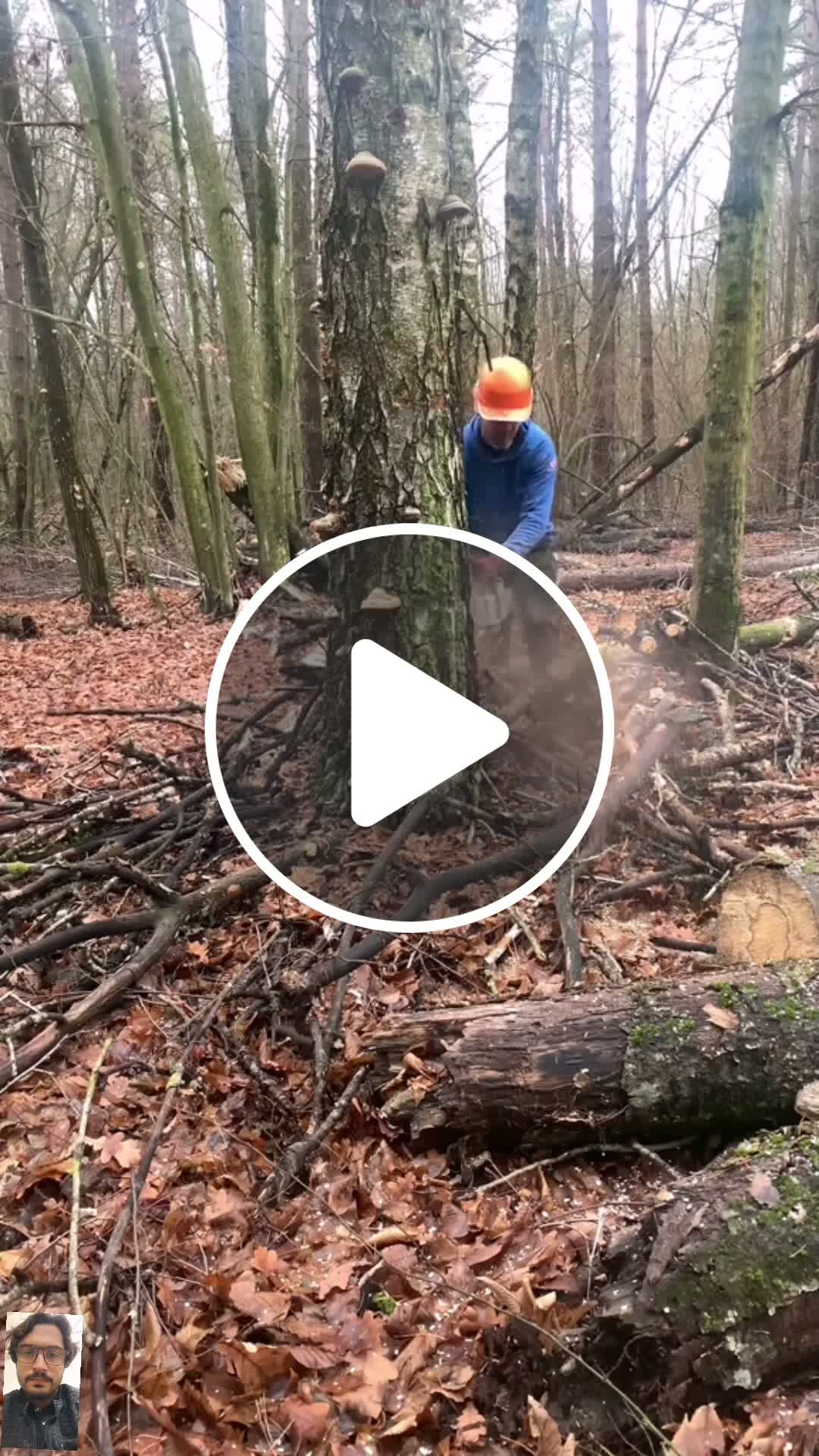 cutting tree#wood#treecutting #treecutting#tree - NewsBreak