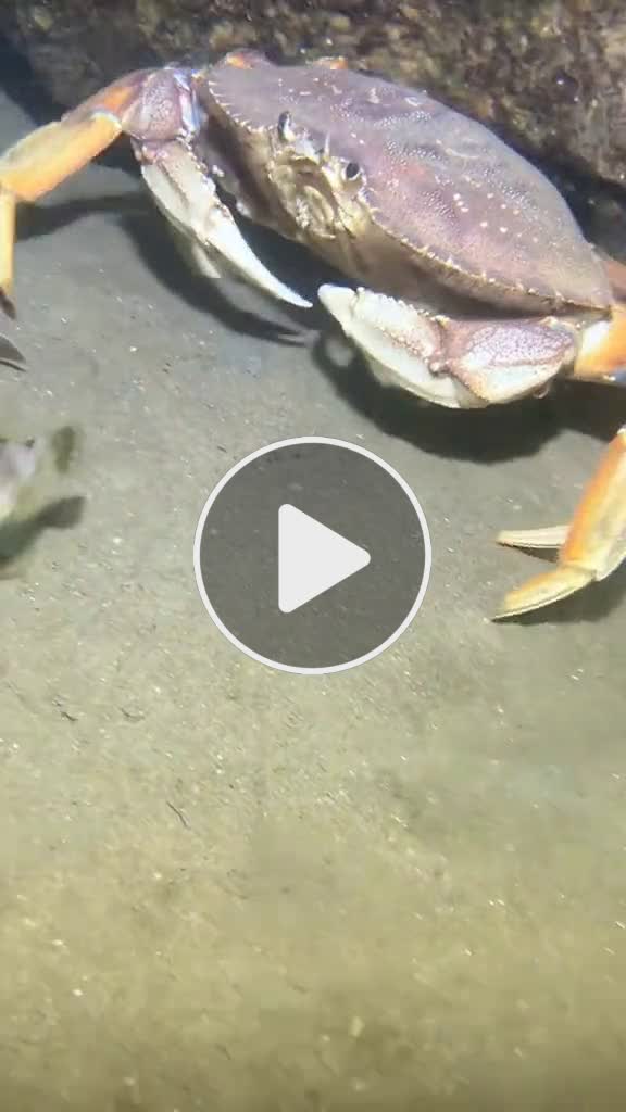 Diving to catch Fly Thunder Shrimp on the seabed #diving #crab # ...