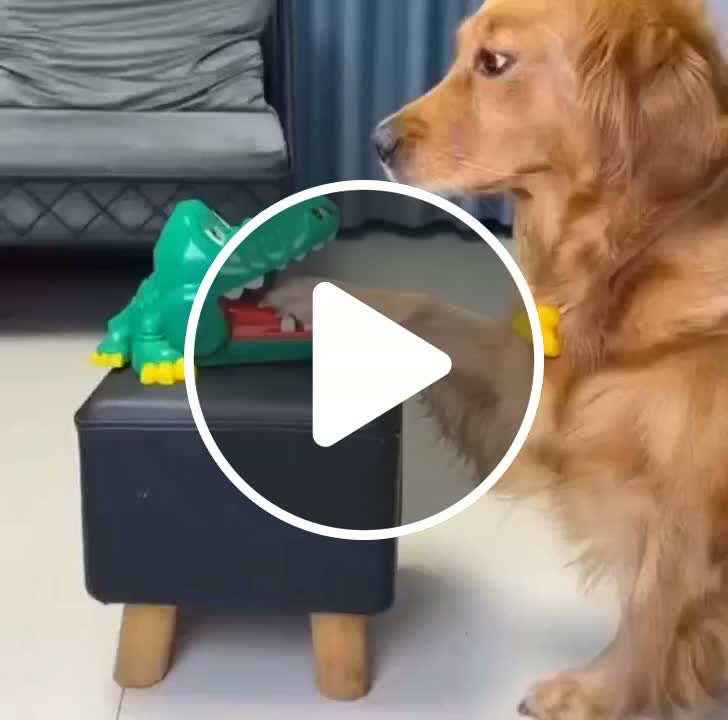 It was a joke..🐕🐾😅 - NewsBreak