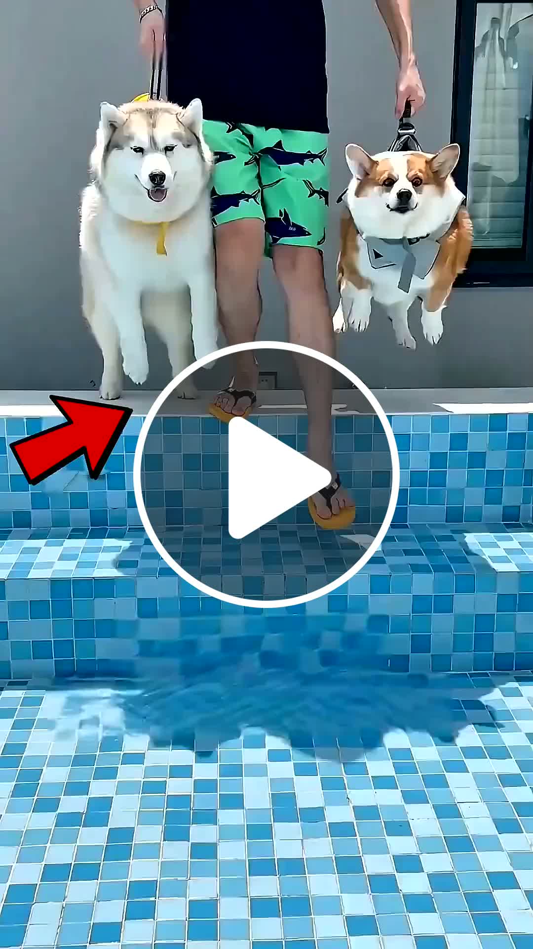 1 Foot to 8 Feet Water Test Even the Husky Started Floating🐕💦#viral ...