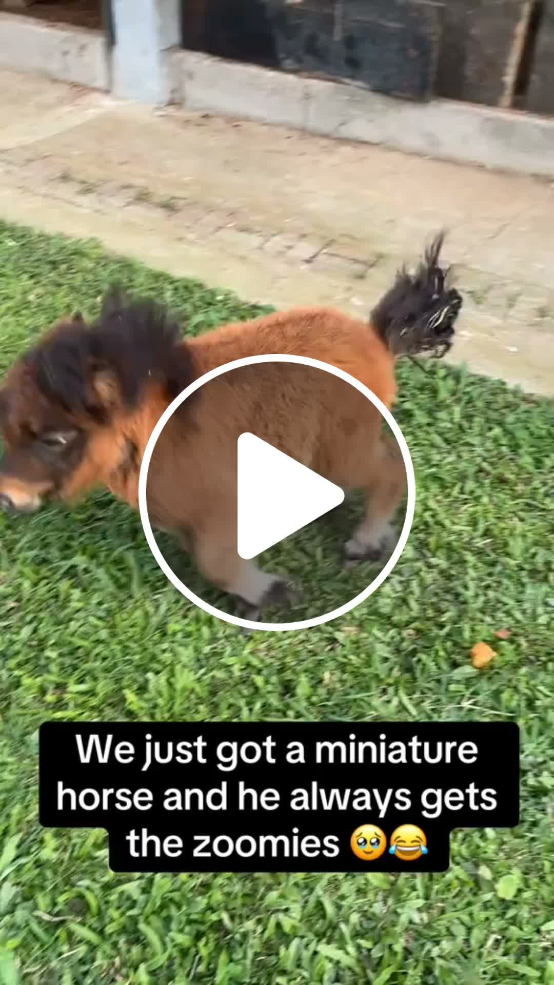 I want one😍#caughtoncamera - NewsBreak